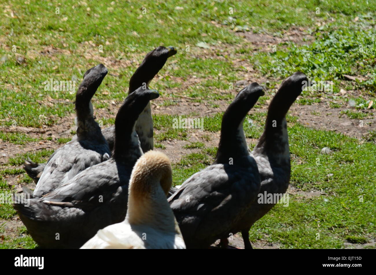 Ducks and goose Stock Photo - Alamy
