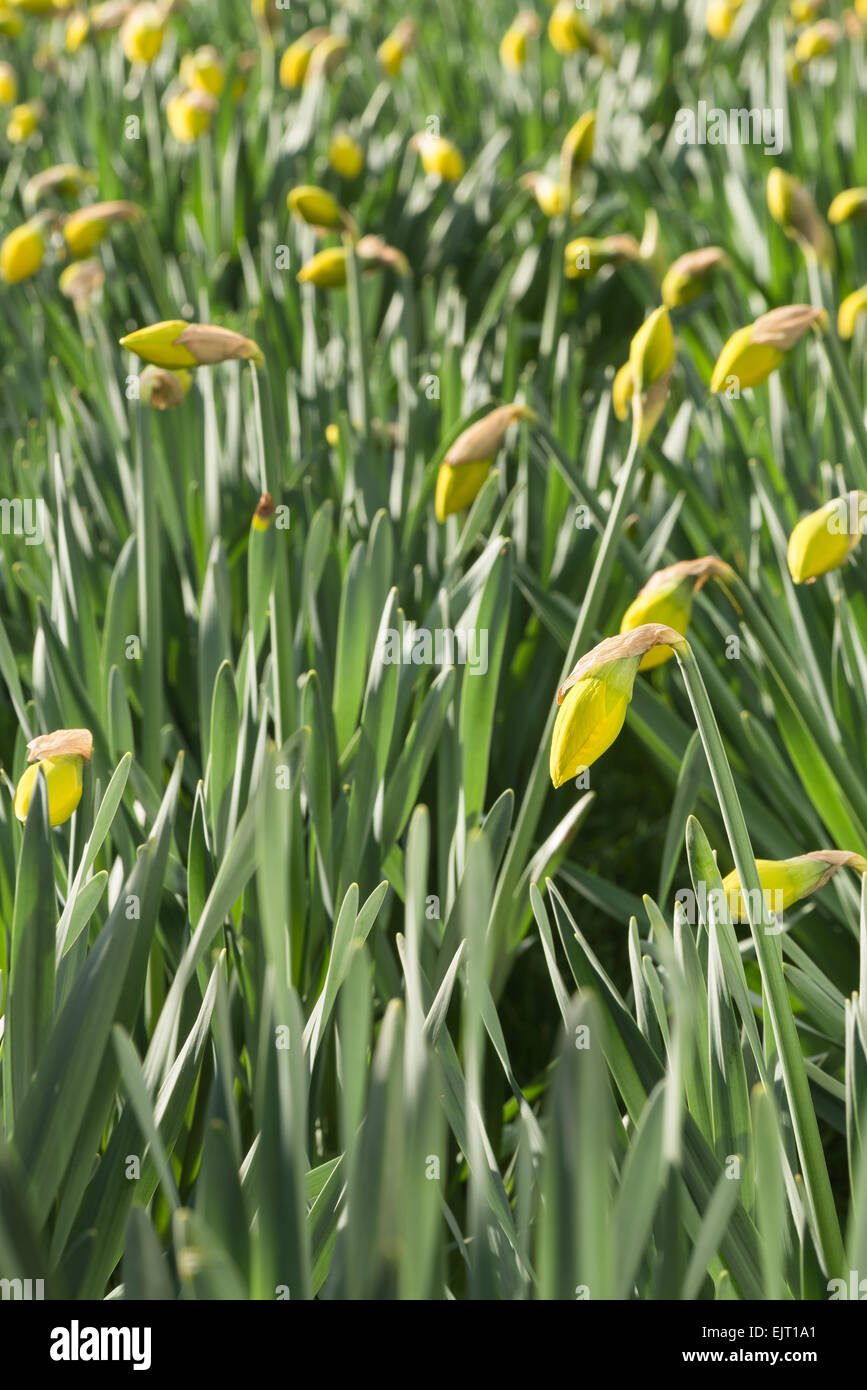 Just waiting for the correct moment masses of closed daffodil flowers ...