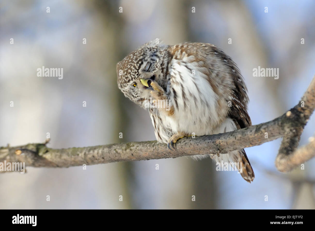 Pygmy owls glaucidium passerinum hi-res stock photography and images ...