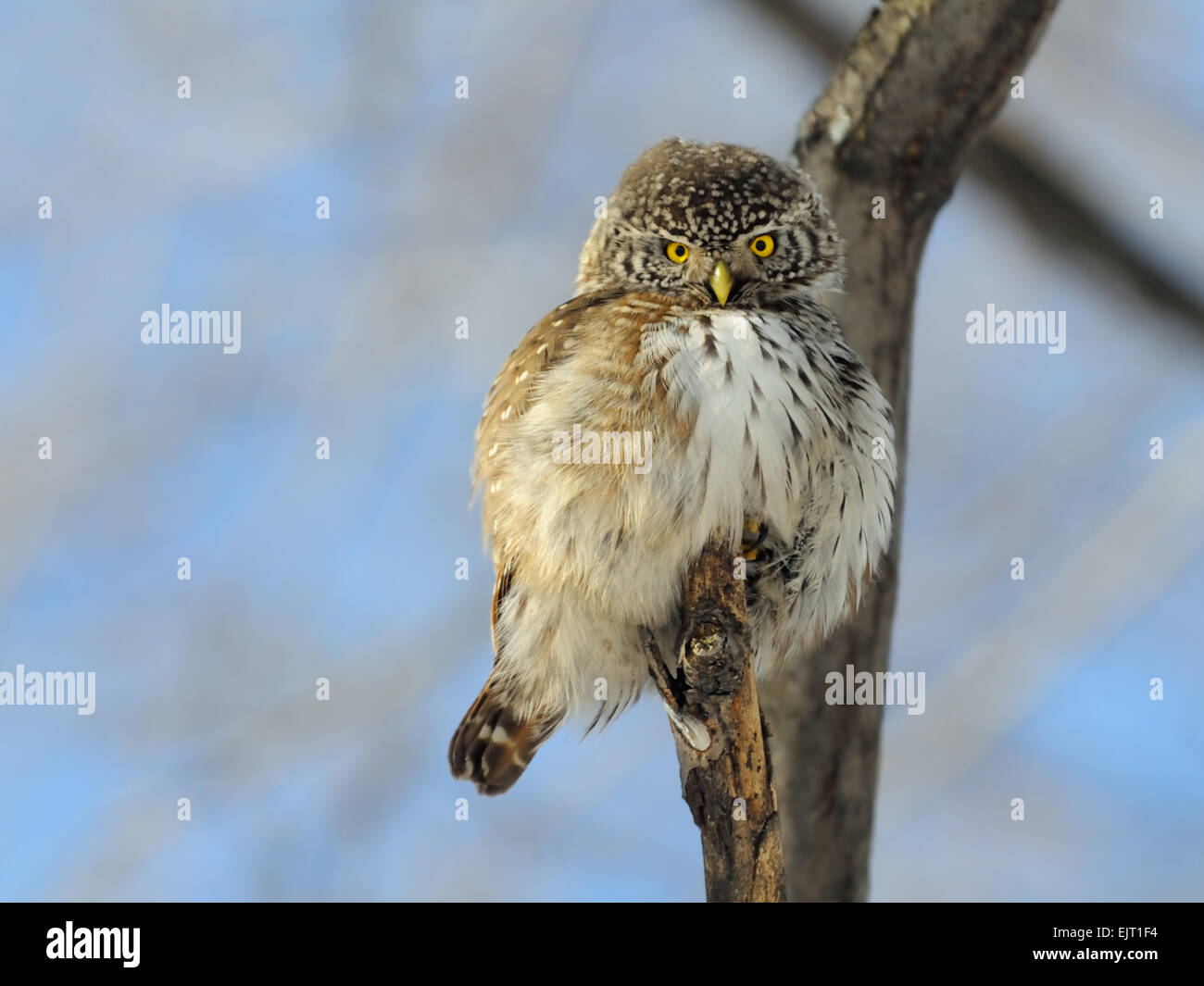 Pygmy Owl portrait Stock Photo - Alamy