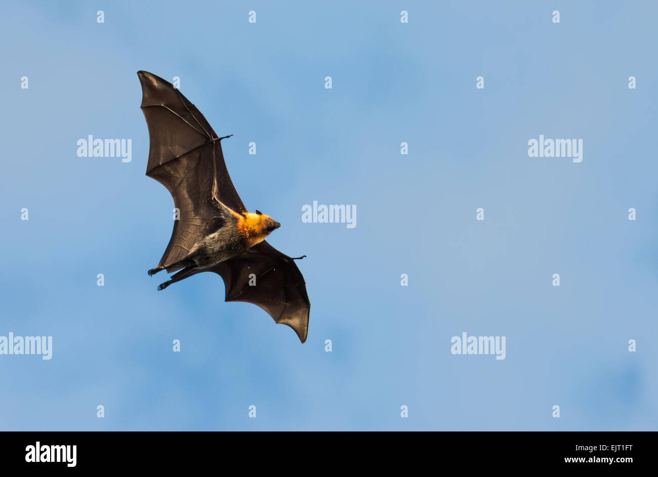 Flying fox claws hi-res stock photography and images - Alamy