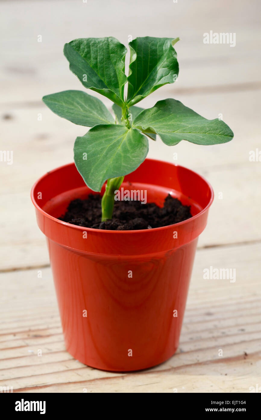 Close up shot of dwarf broad bean seedling growing on indoor, re-potted ...