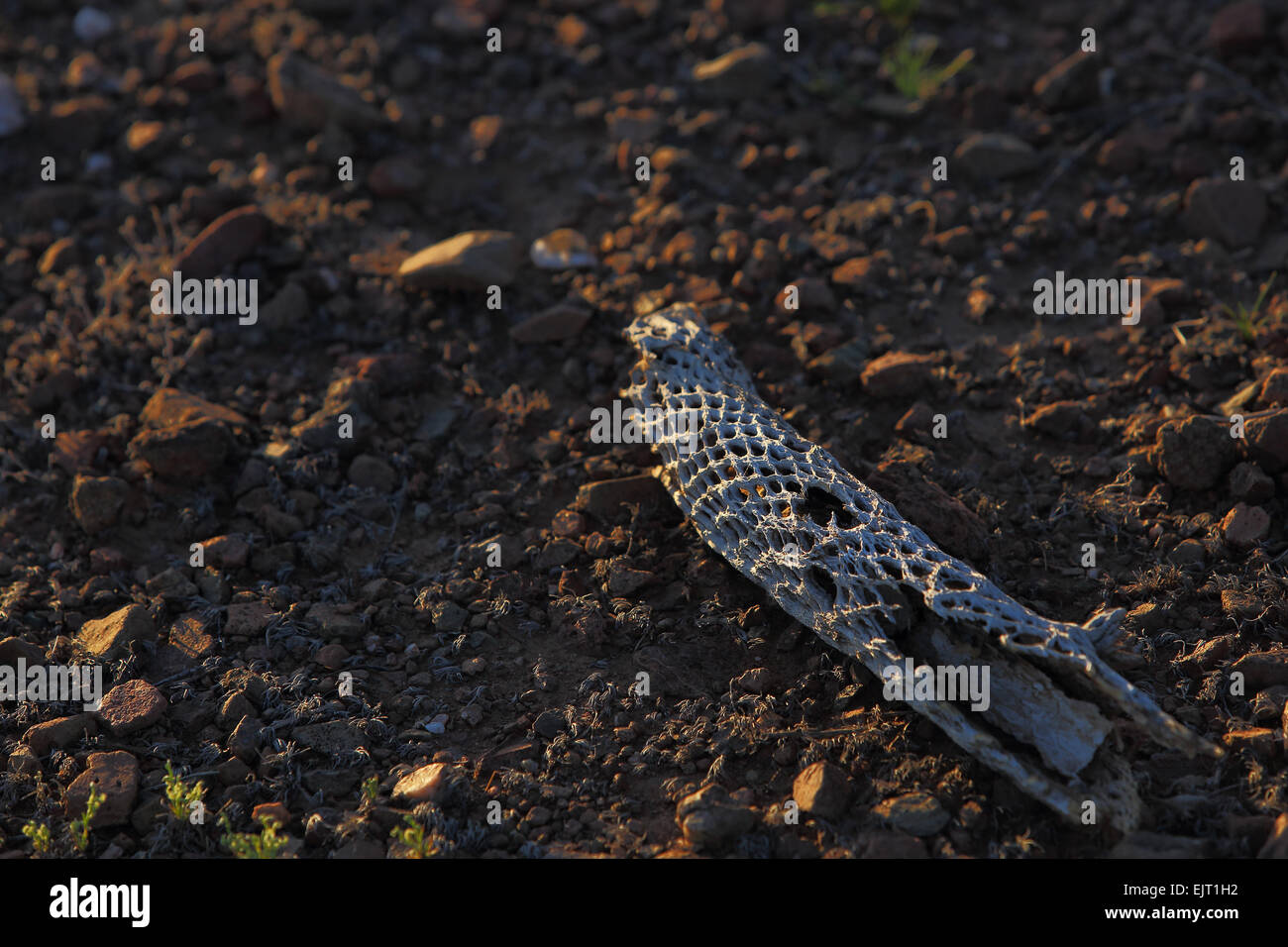 The dried remains of a cholla cactus skeleton in the desert Southwest ...
