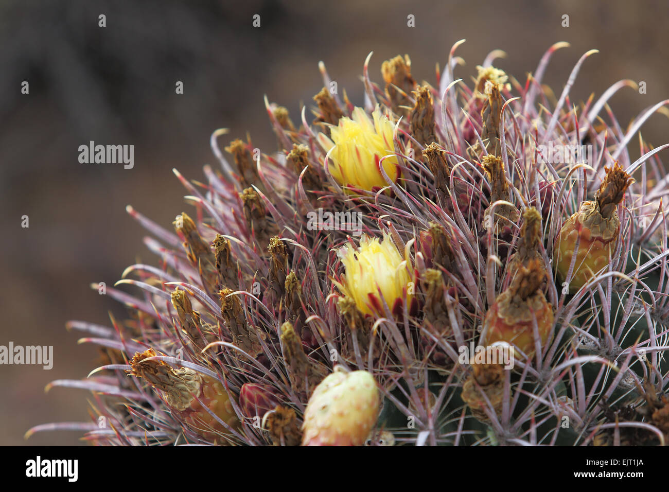 Barrel cactus desert hi-res stock photography and images - Alamy