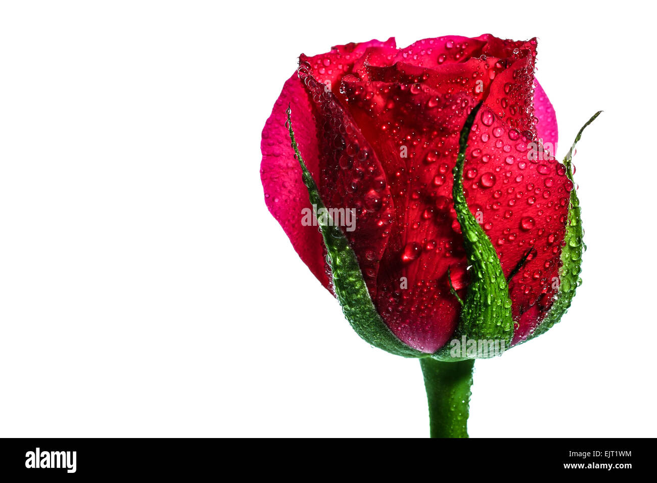 Single red rose on a white background Stock Photo - Alamy