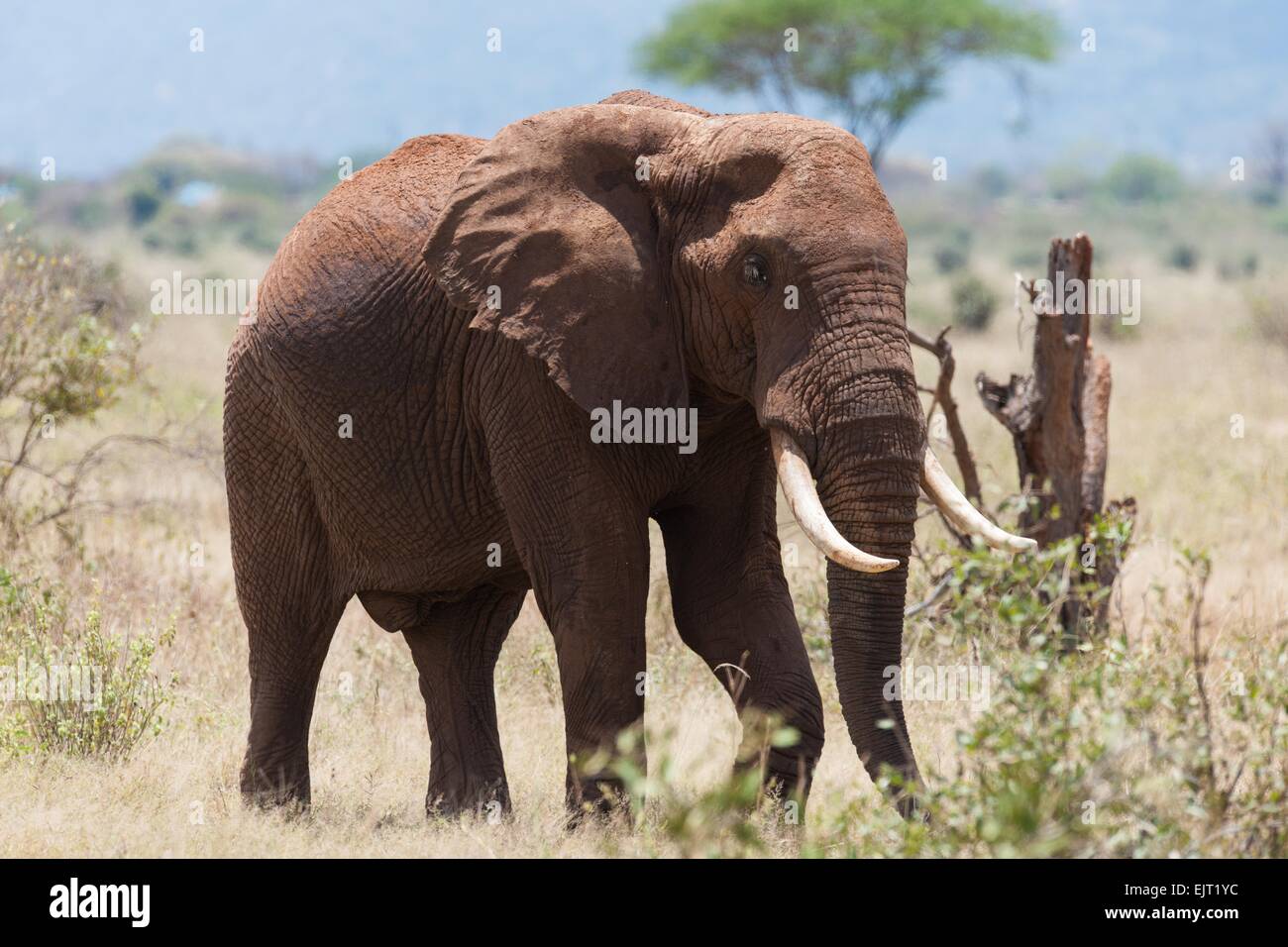 the red elephant in the savanna Stock Photo - Alamy