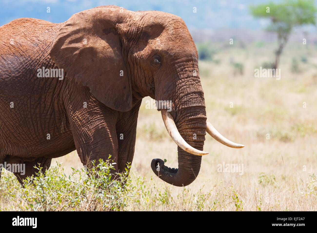 the red elephant in the savanna of Africa Stock Photo - Alamy