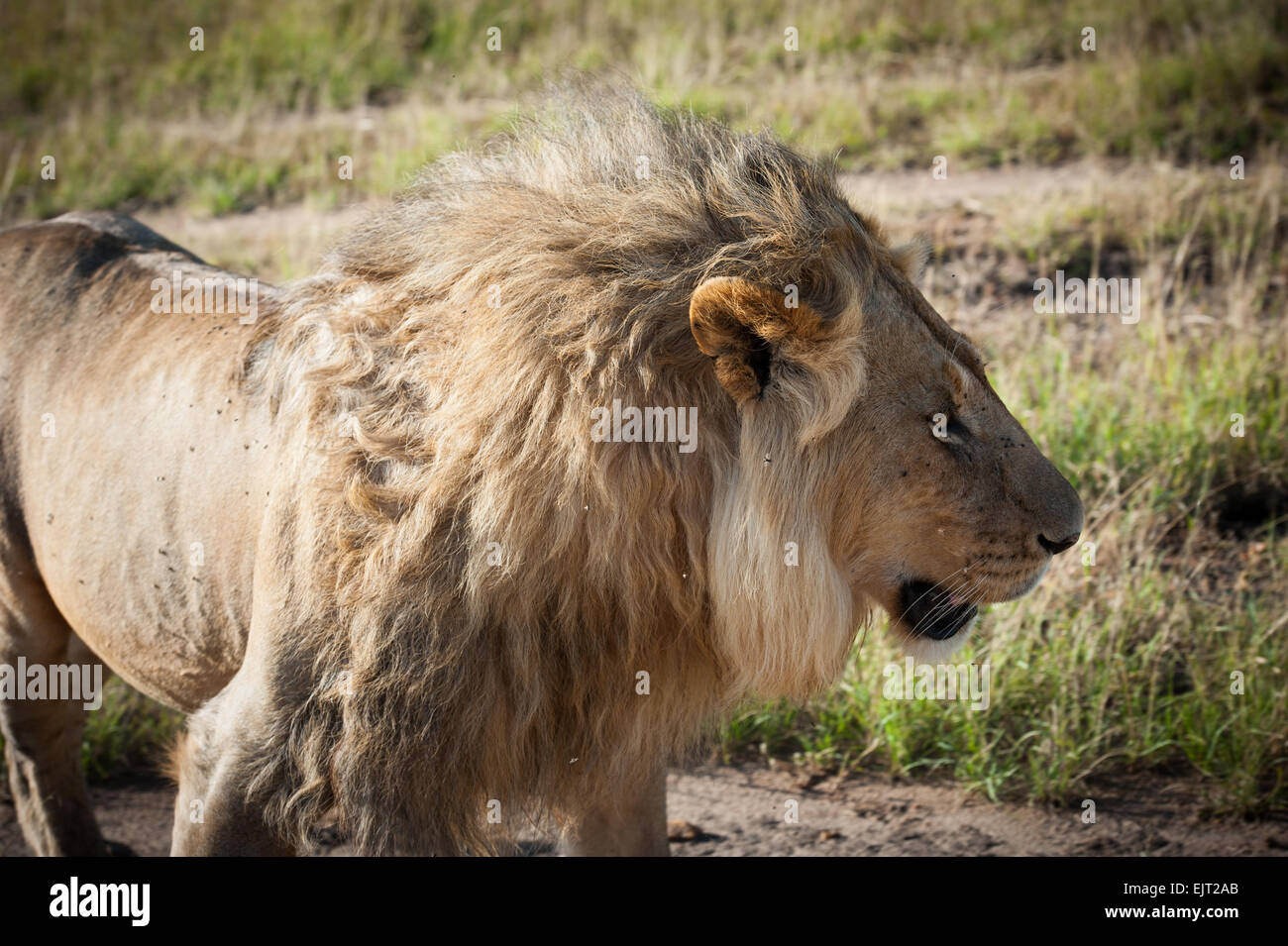 Lion in the savanna of Africa Stock Photo - Alamy