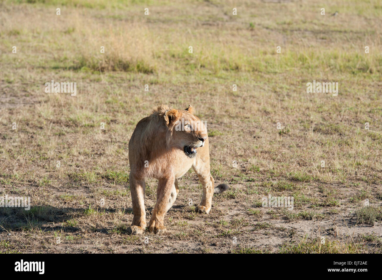 Lion in the savanna of Africa Stock Photo - Alamy