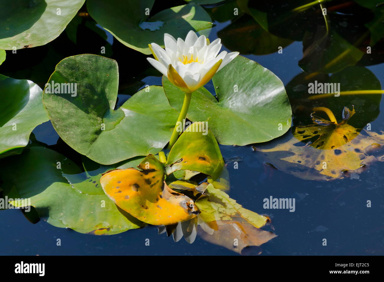 Sofia water hi-res stock photography and images - Alamy