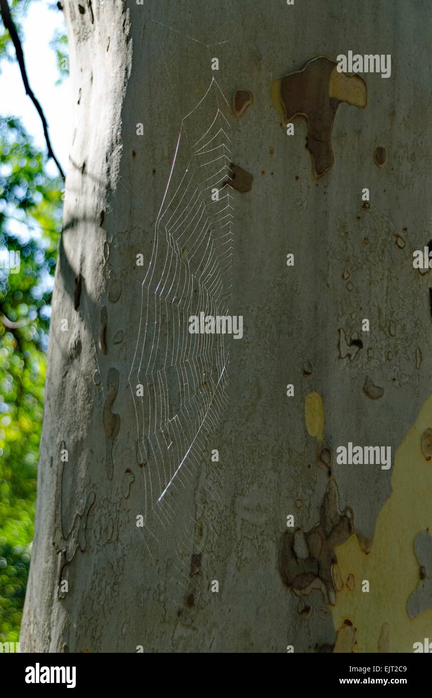 Bark spider hi-res stock photography and images - Alamy