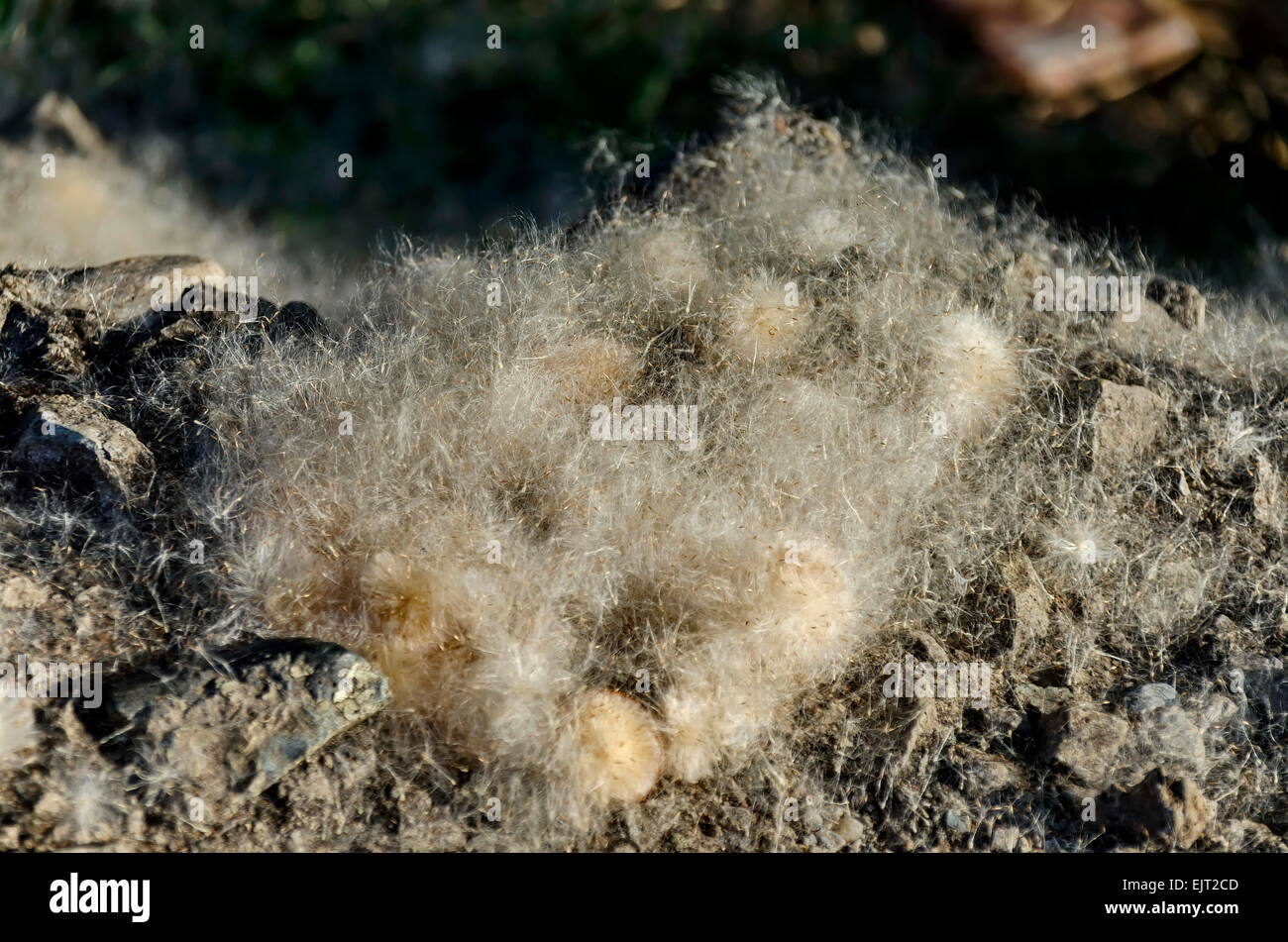 Flying seed in garden Stock Photo - Alamy