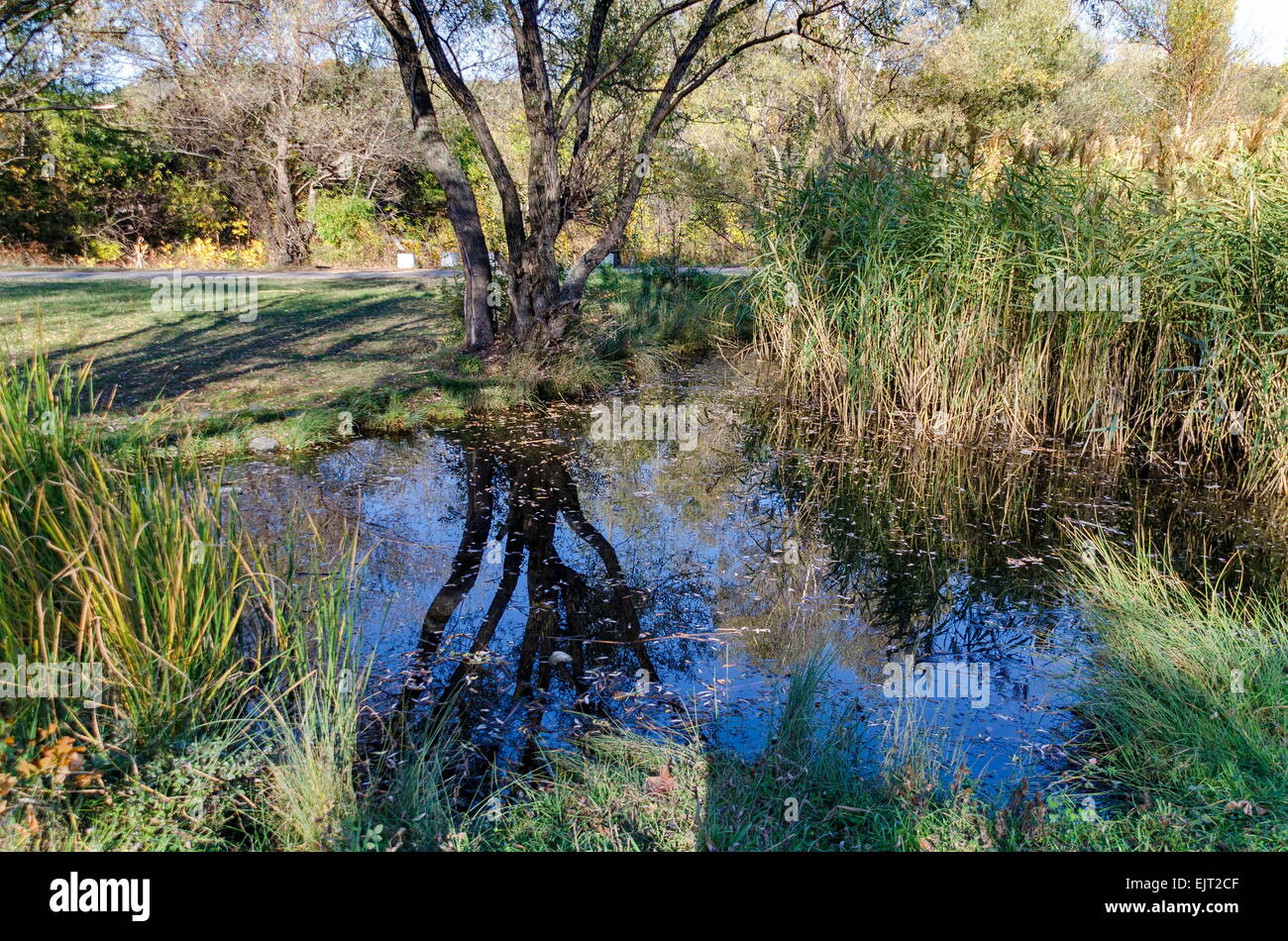 Pond water reflection hi-res stock photography and images - Alamy