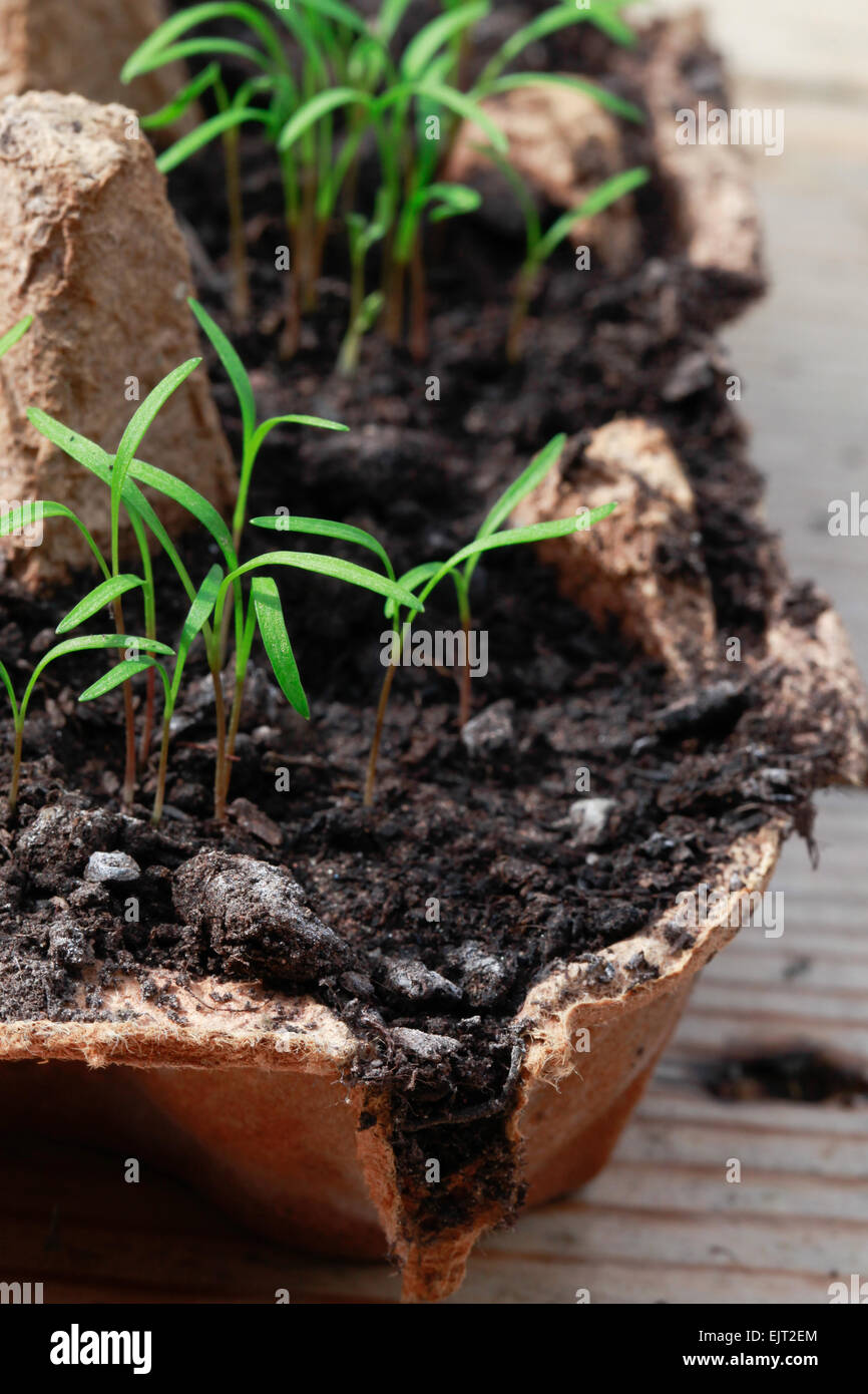 Growing carrot shoots hi-res stock photography and images - Alamy