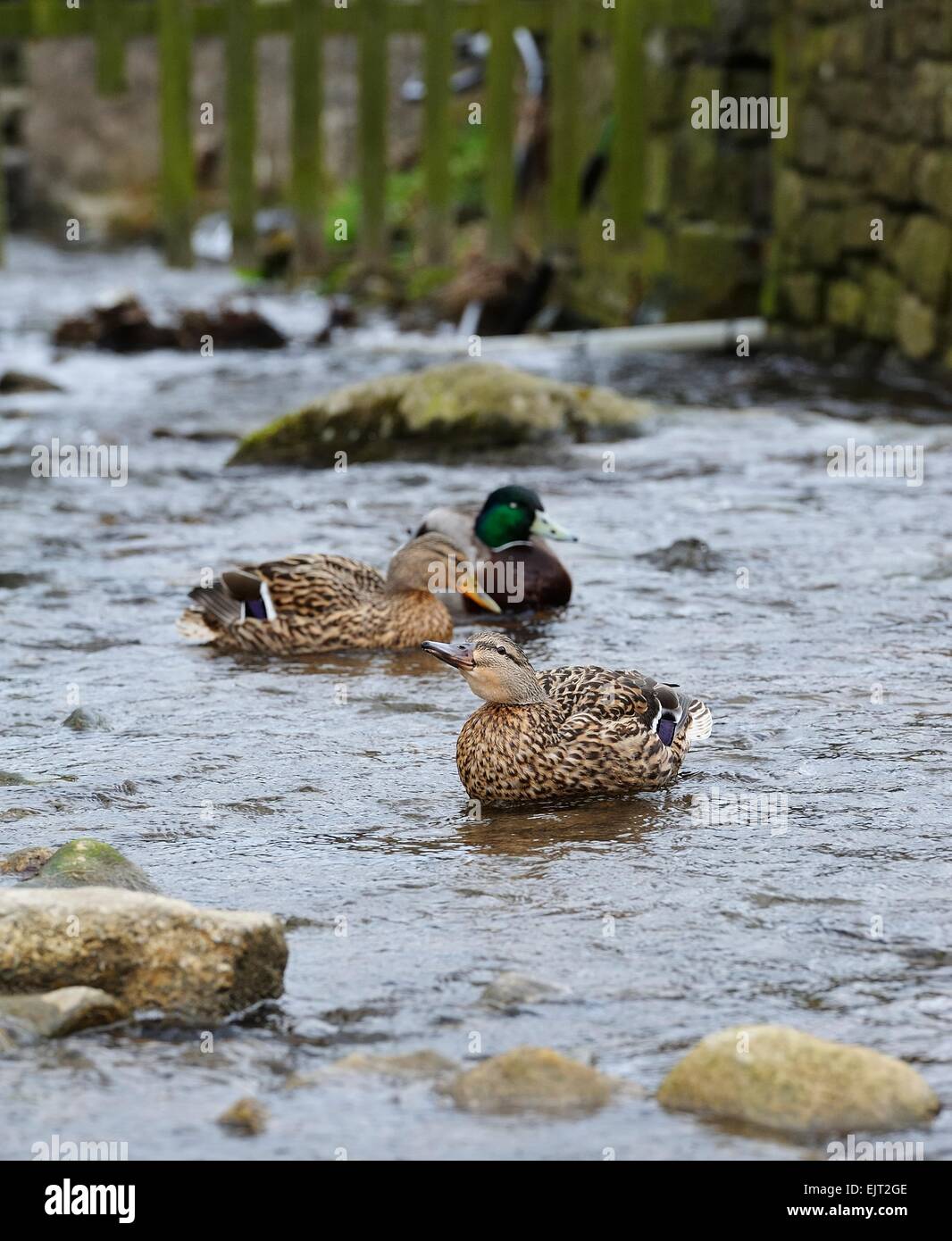Mallard Ducks on the Stream Stock Photo - Alamy