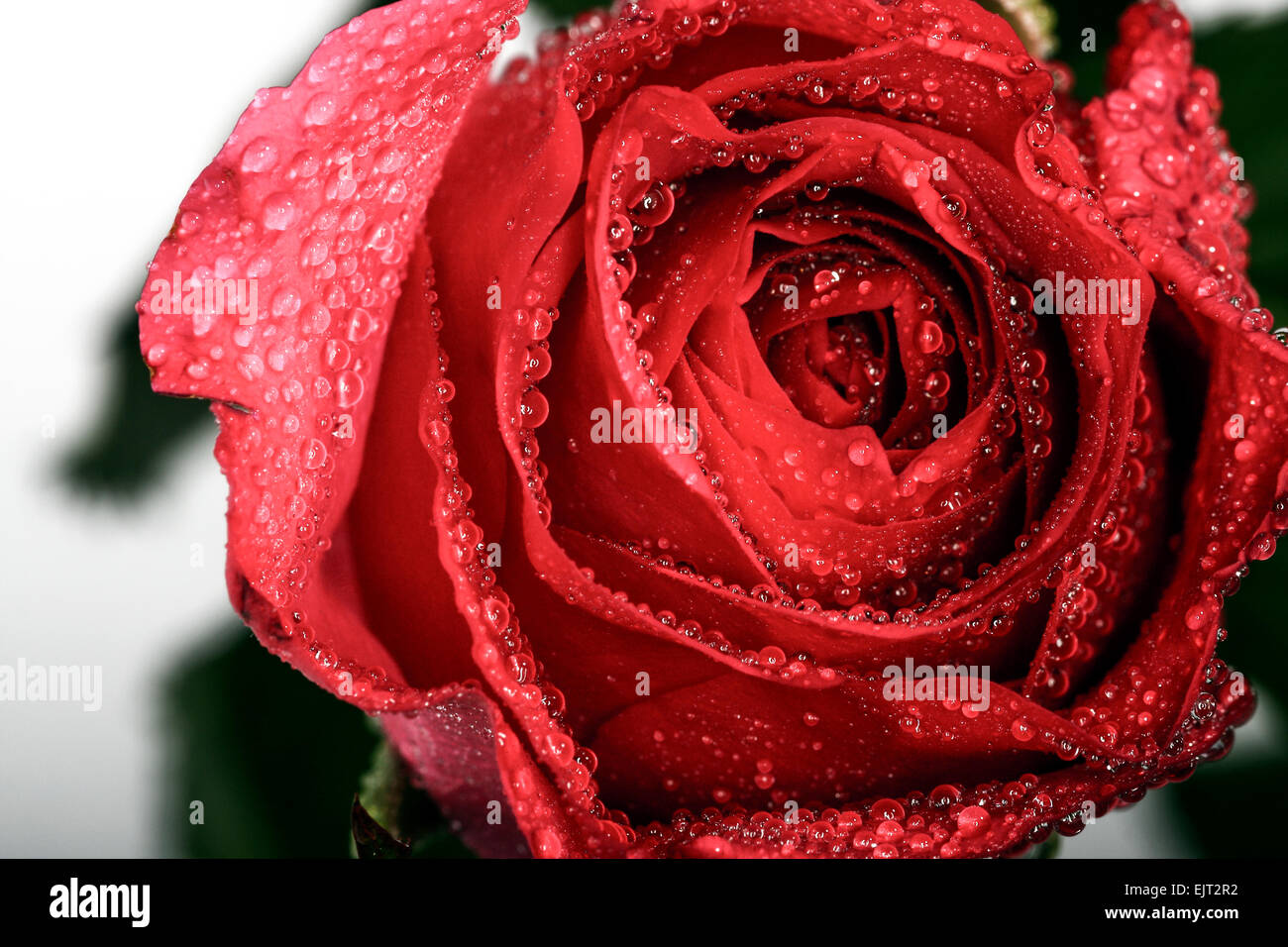 Single red rose on a white background Stock Photo - Alamy
