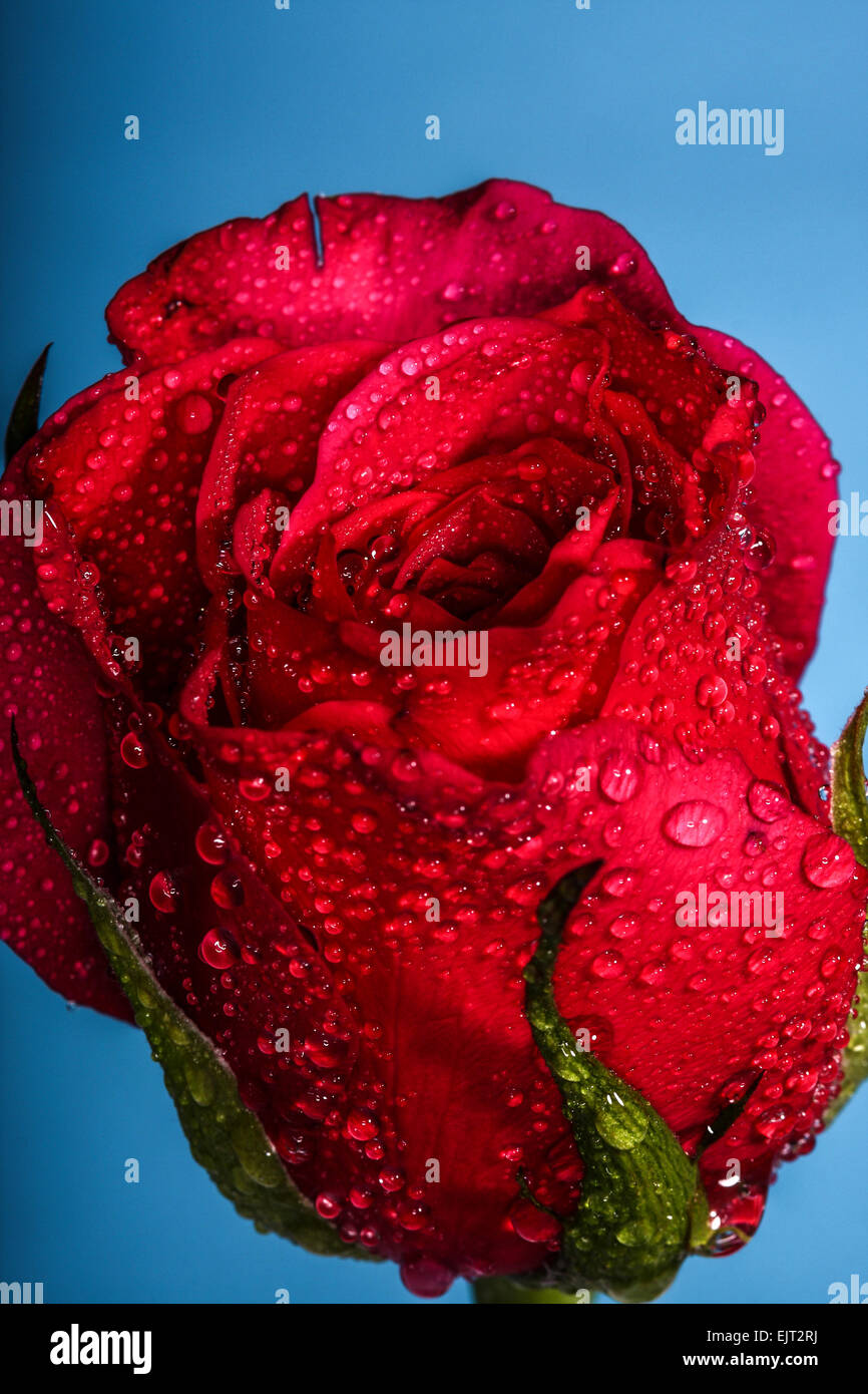 Single red rose on a blue background Stock Photo - Alamy