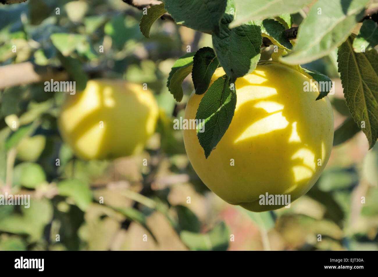 Yellow apple on the tree and sunbeam on it Stock Photo - Alamy
