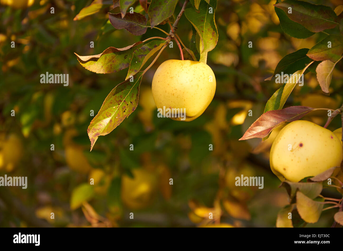 Ripe green yellow apples on the branch growing Stock Photo - Alamy