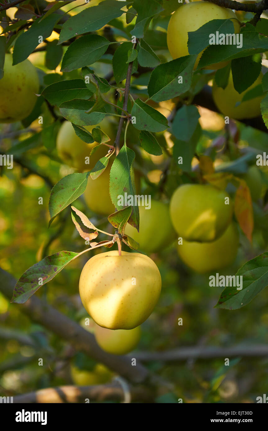 Ripe green yellow apples on the branch growing Stock Photo - Alamy