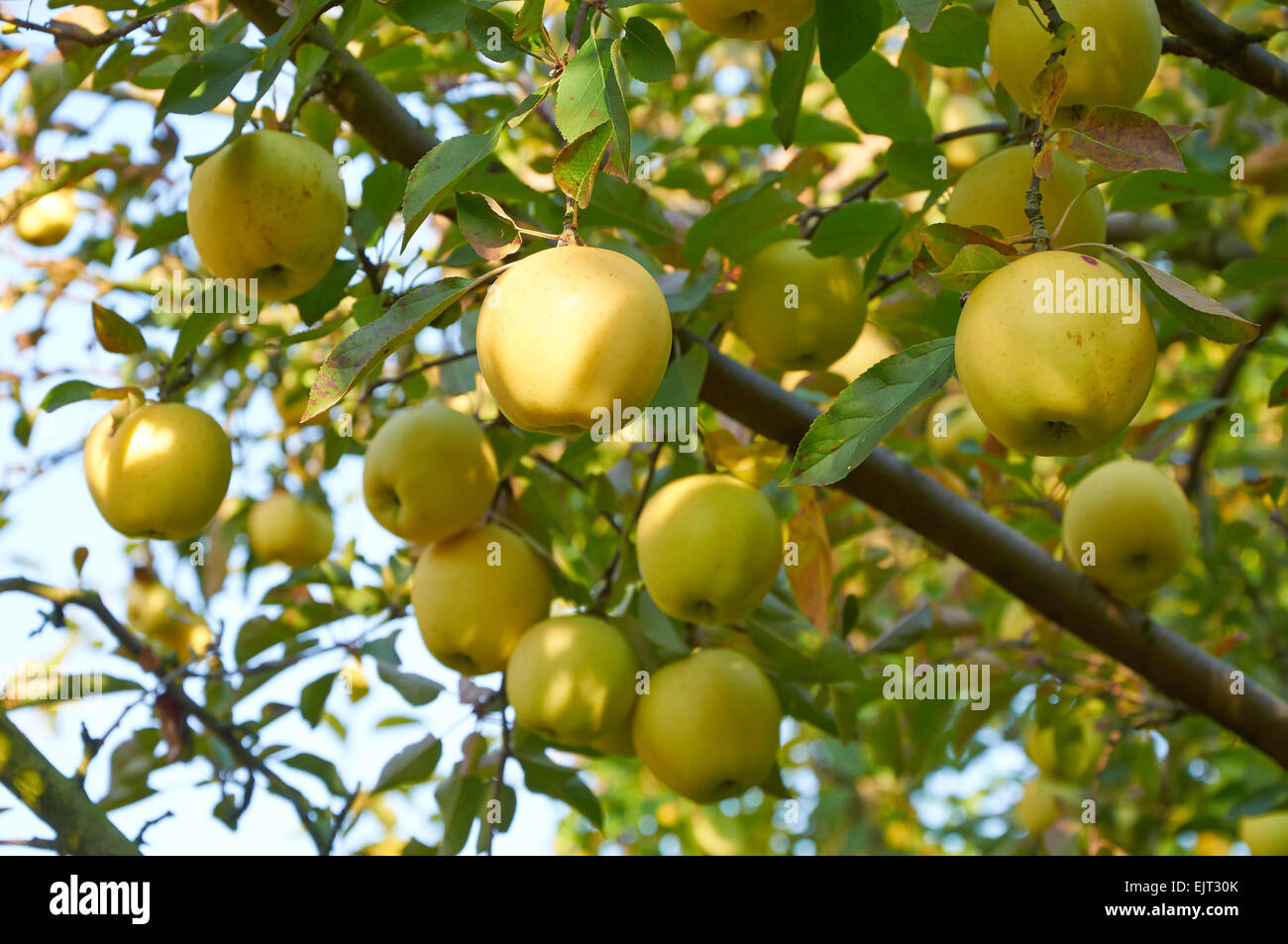 Ripe green yellow apples on the branch growing Stock Photo - Alamy