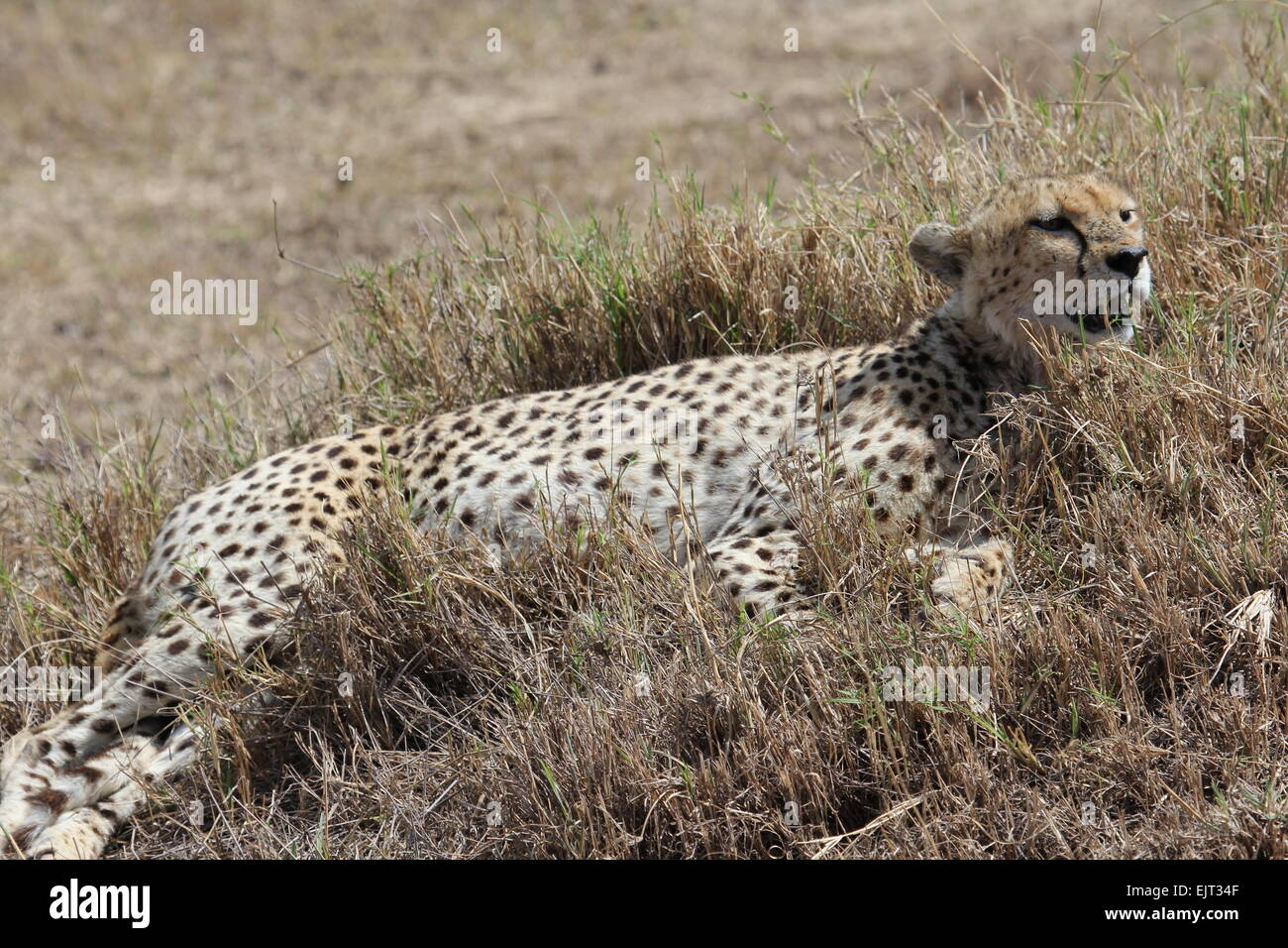 Cheetah relax in the savanna, Tanzania Stock Photo - Alamy