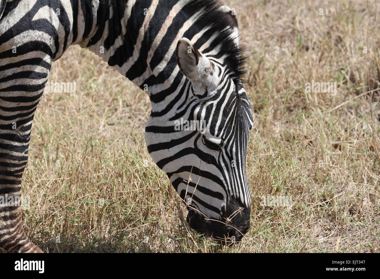 Zebra savanna zebra hi-res stock photography and images - Alamy