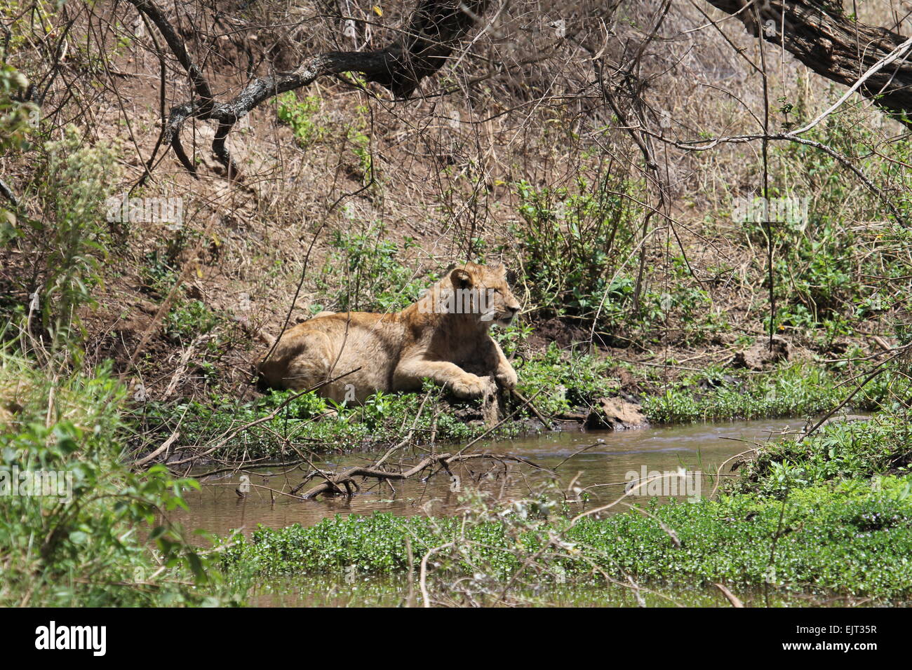 Lion savanna hi-res stock photography and images - Alamy