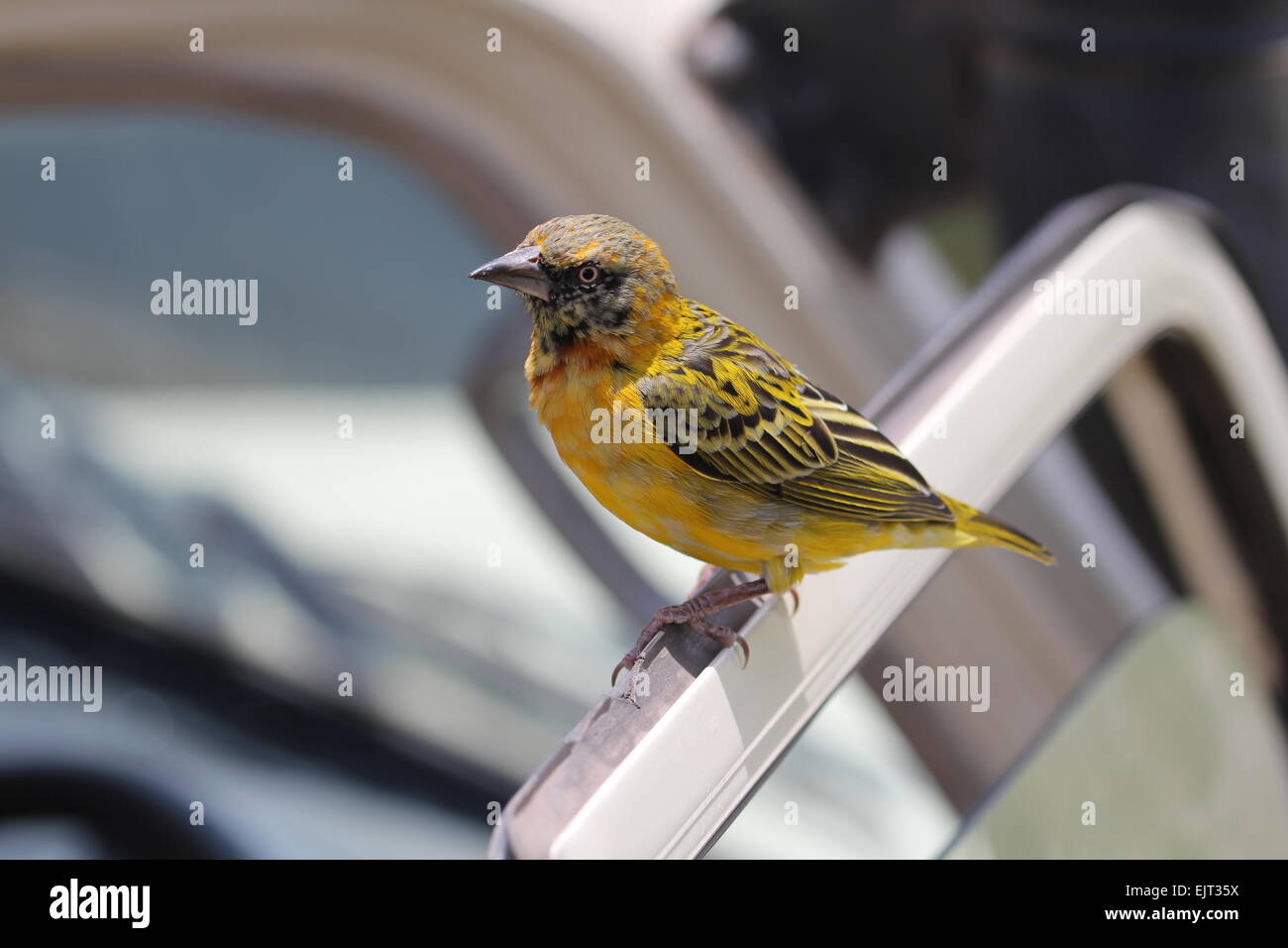African forest bird hi-res stock photography and images - Alamy