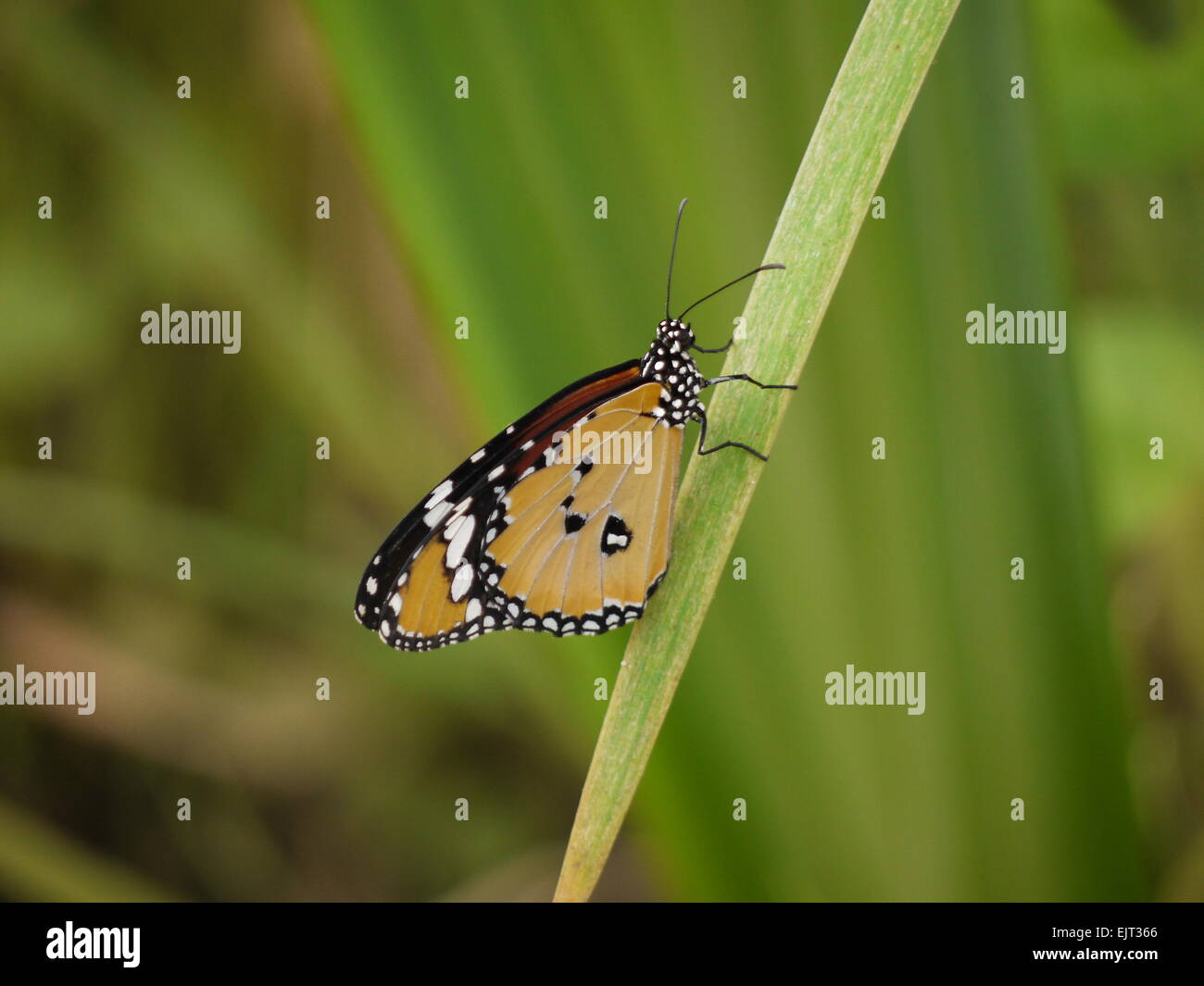 Butterfly wings closed hi-res stock photography and images - Alamy
