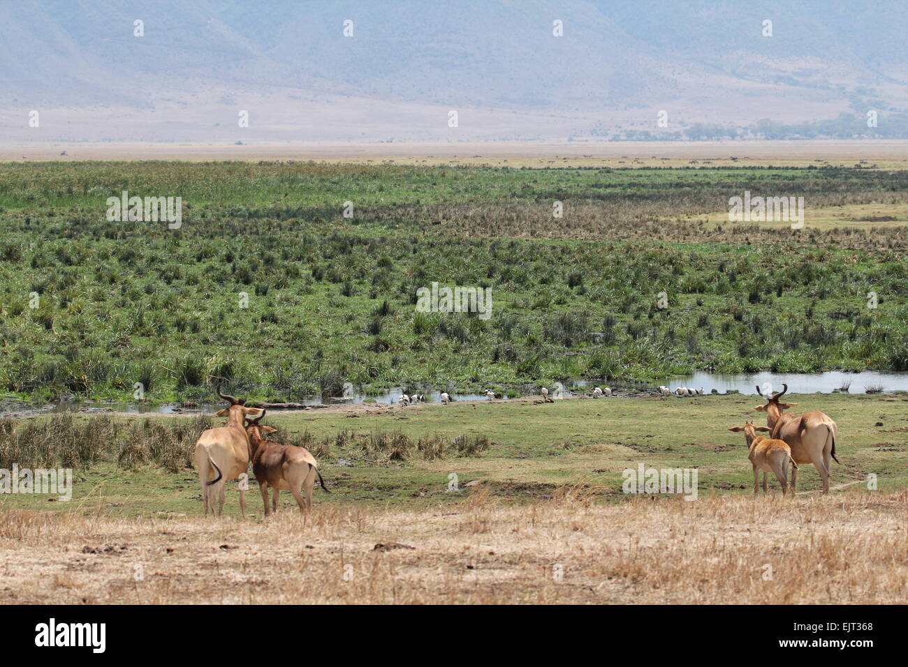 Savanna landscape hi-res stock photography and images - Alamy
