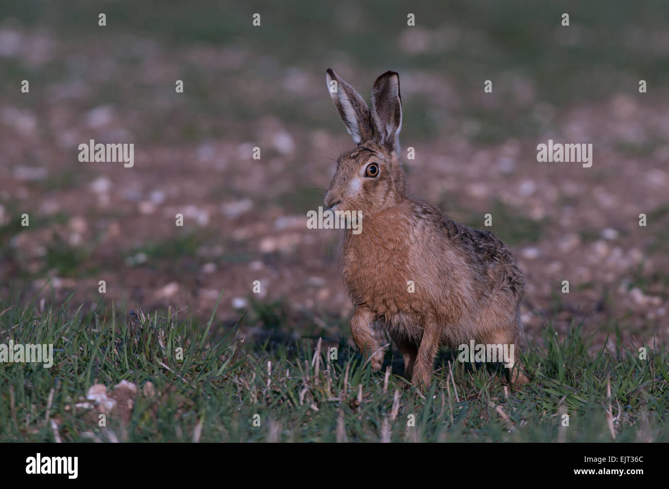 Common hare hi-res stock photography and images - Alamy
