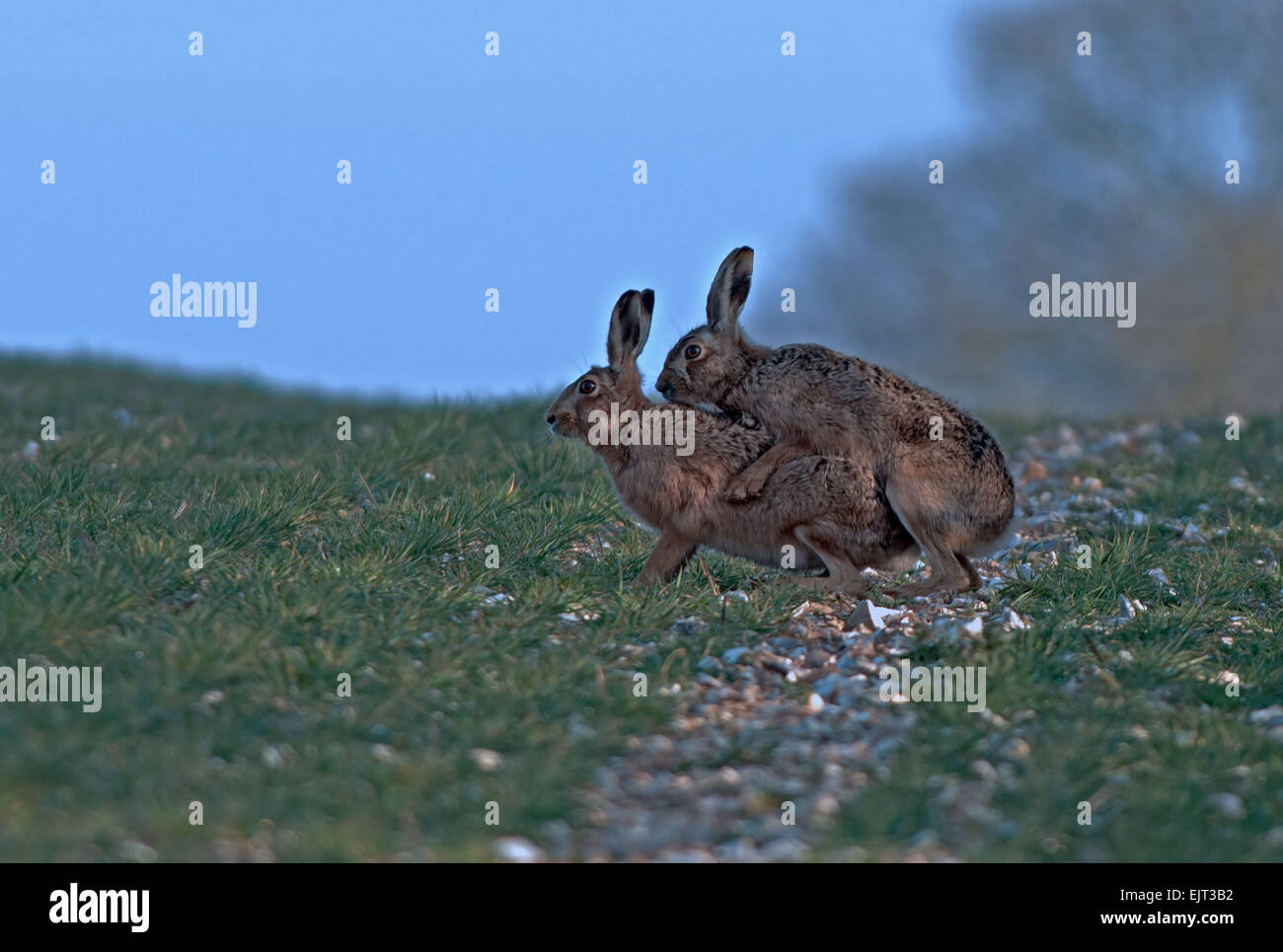 European Brown (Common) Hares- Lepus europaeus, mating, Spring. Uk ...