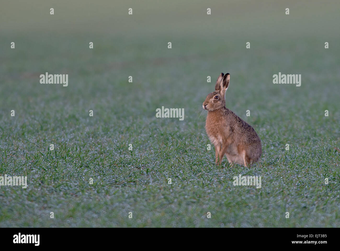 European Brown (Common) Hare- Lepus europaeus, on frost covered ground ...