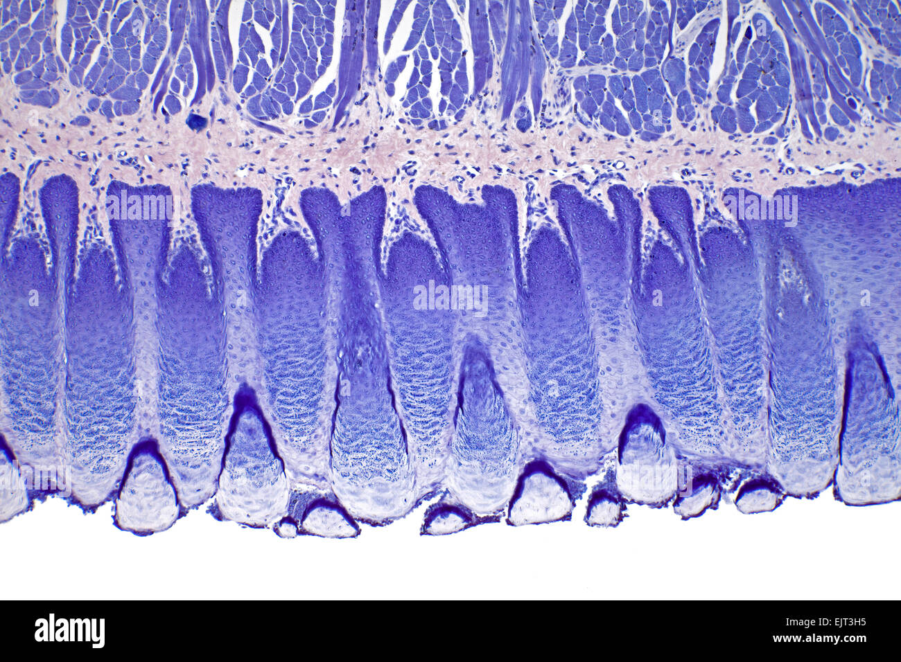 Tongue taste buds hi-res stock photography and images - Alamy