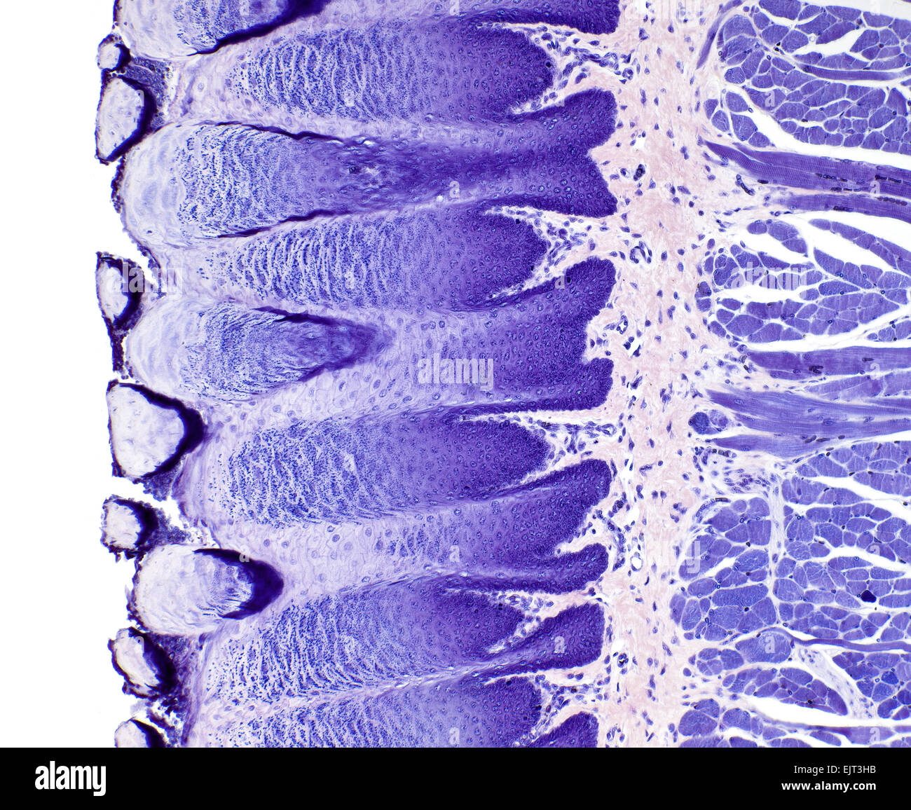 Tongue taste buds hi-res stock photography and images - Alamy