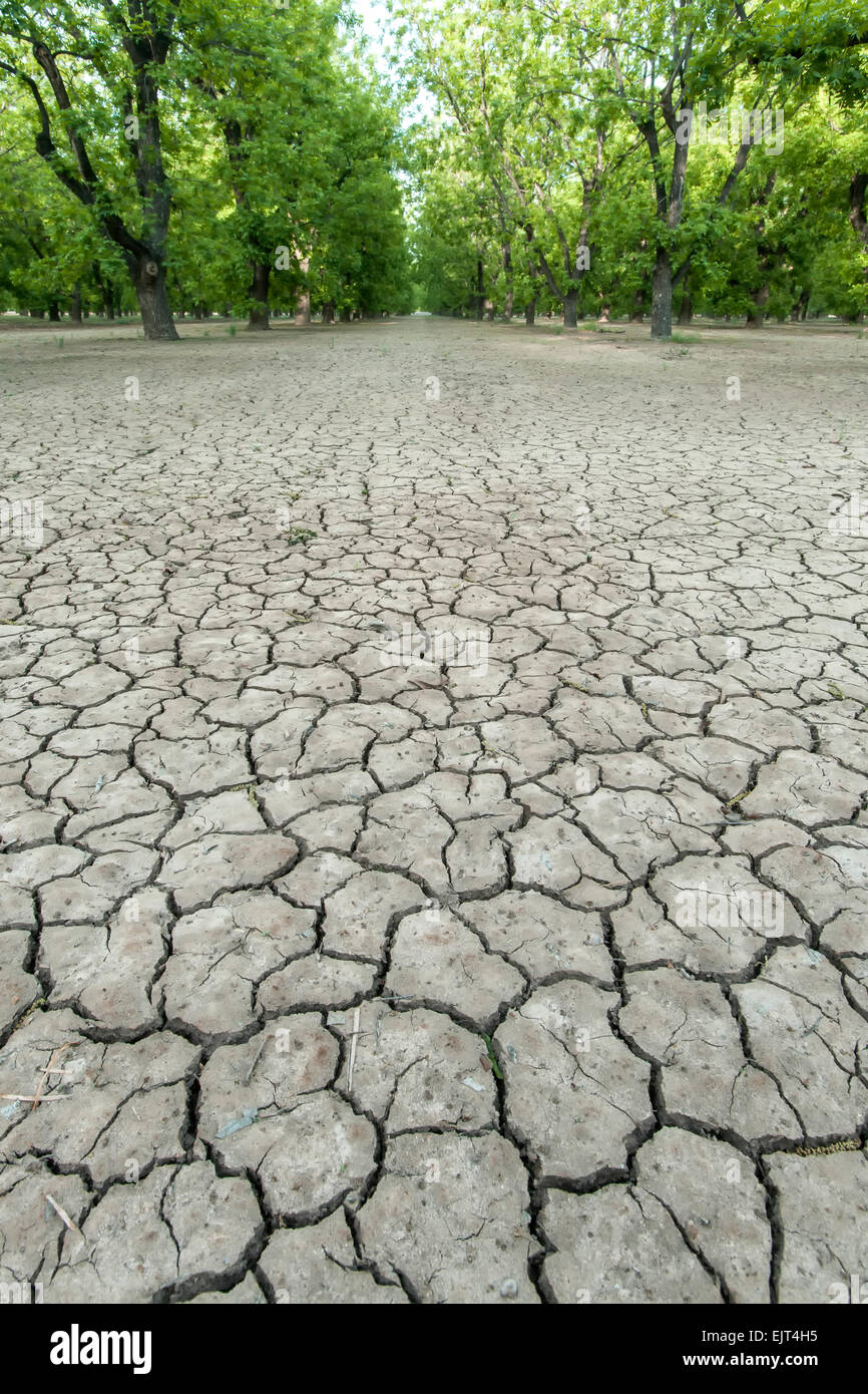 Cracked mud and pecan orchards near Las Cruces, New Mexico USA Stock ...