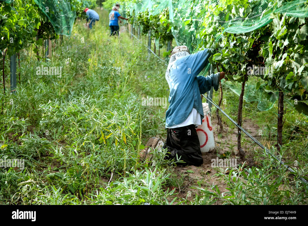 Winery Workers High Resolution Stock Photography and Images - Alamy