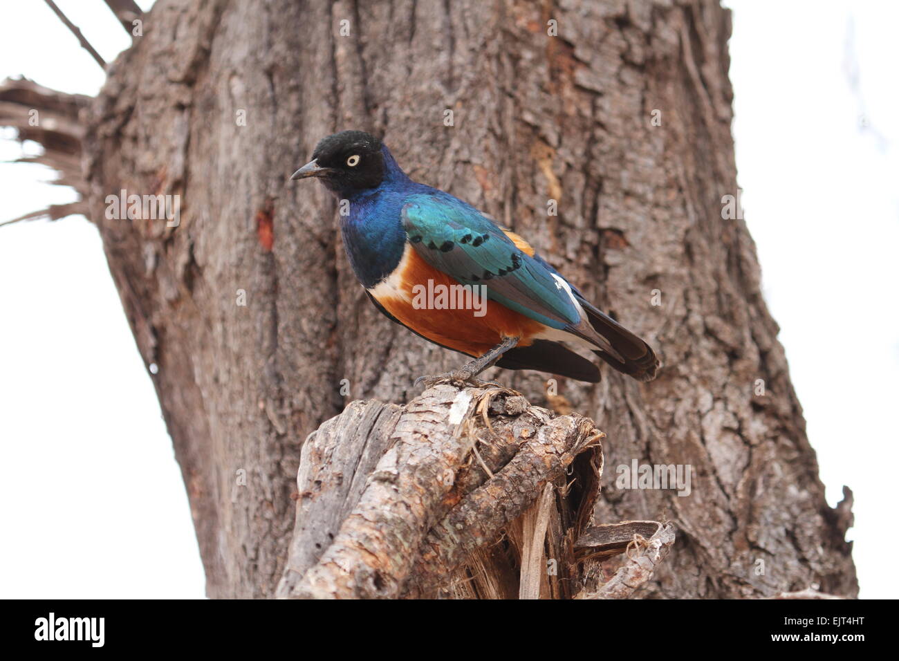 Colorful african birds hi-res stock photography and images - Alamy