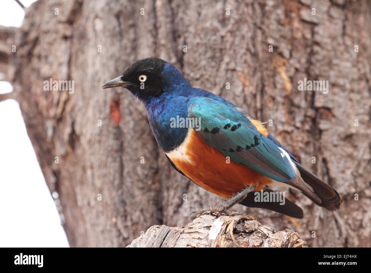 African forest bird hi-res stock photography and images - Alamy