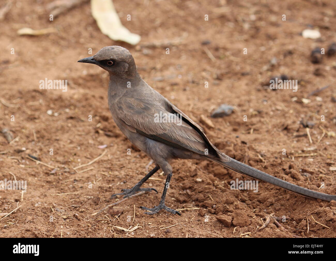 African savanna bird hi-res stock photography and images - Alamy
