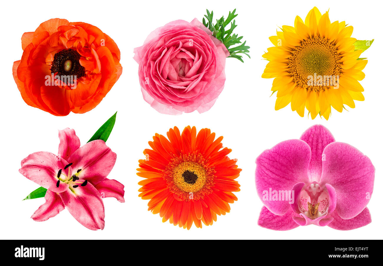 Single flower heads. Lily, orchid, ranunculus, sunflower, gerber ...