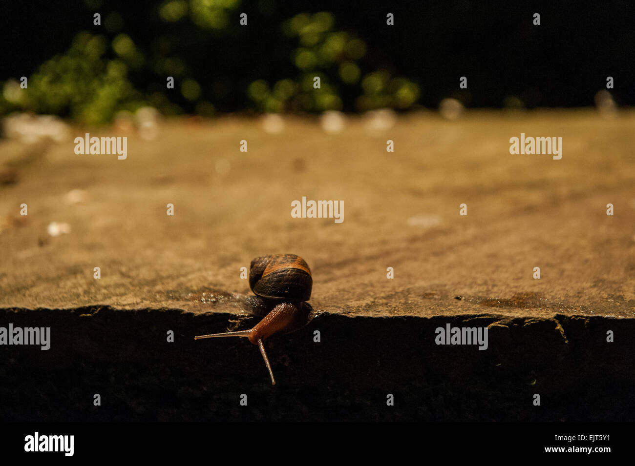 Slow moving snail hi-res stock photography and images - Alamy