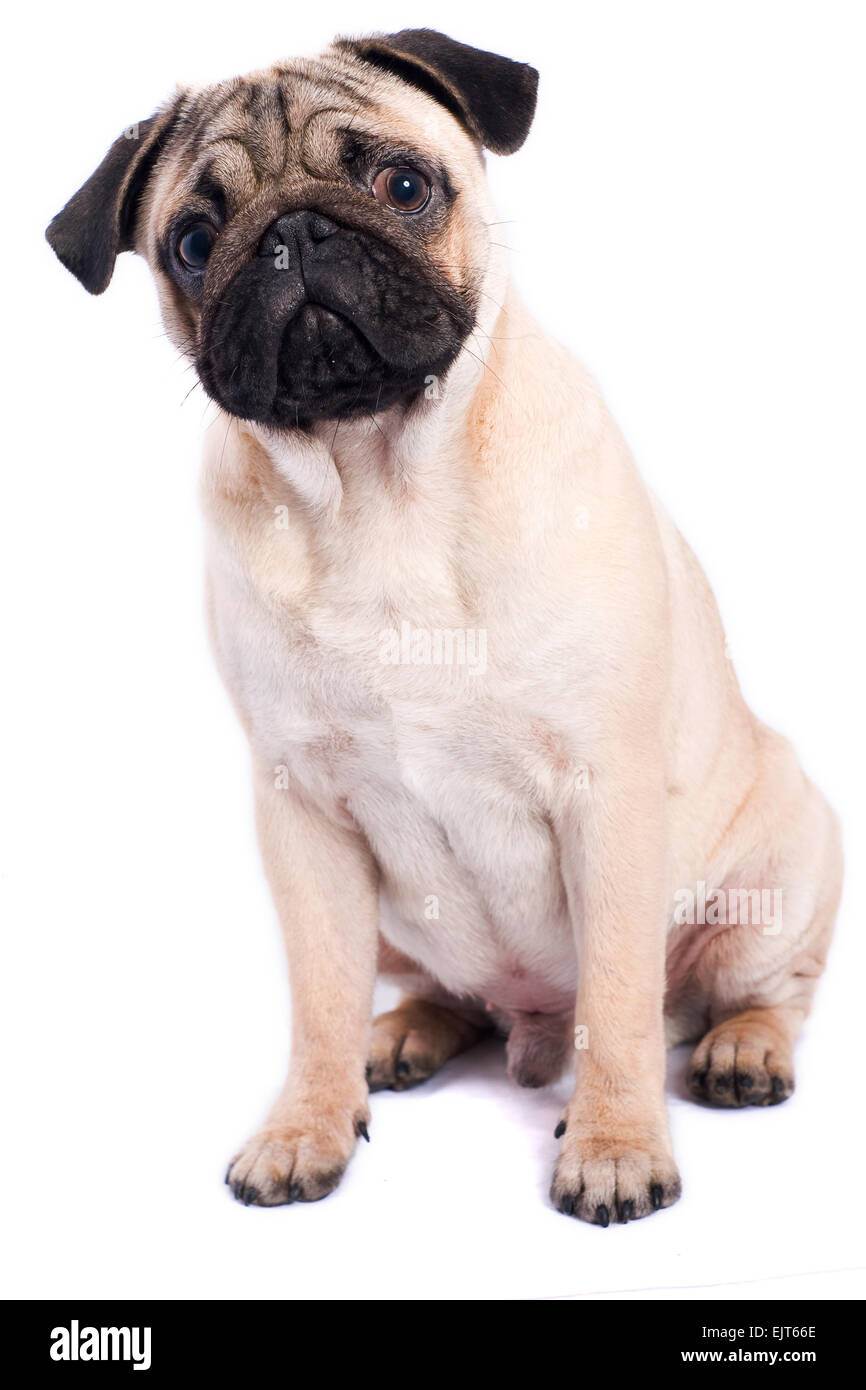Pug sitting, isolated on white background Stock Photo - Alamy