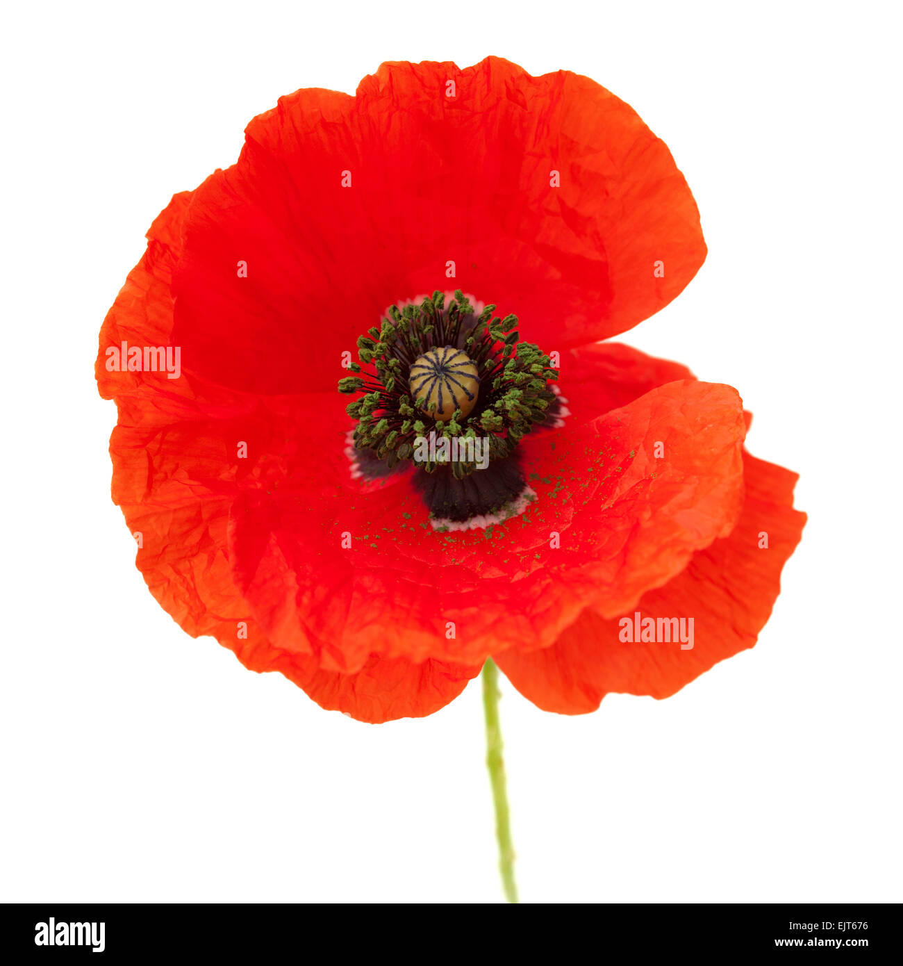 Dark poppy Cut Out Stock Images & Pictures - Alamy
