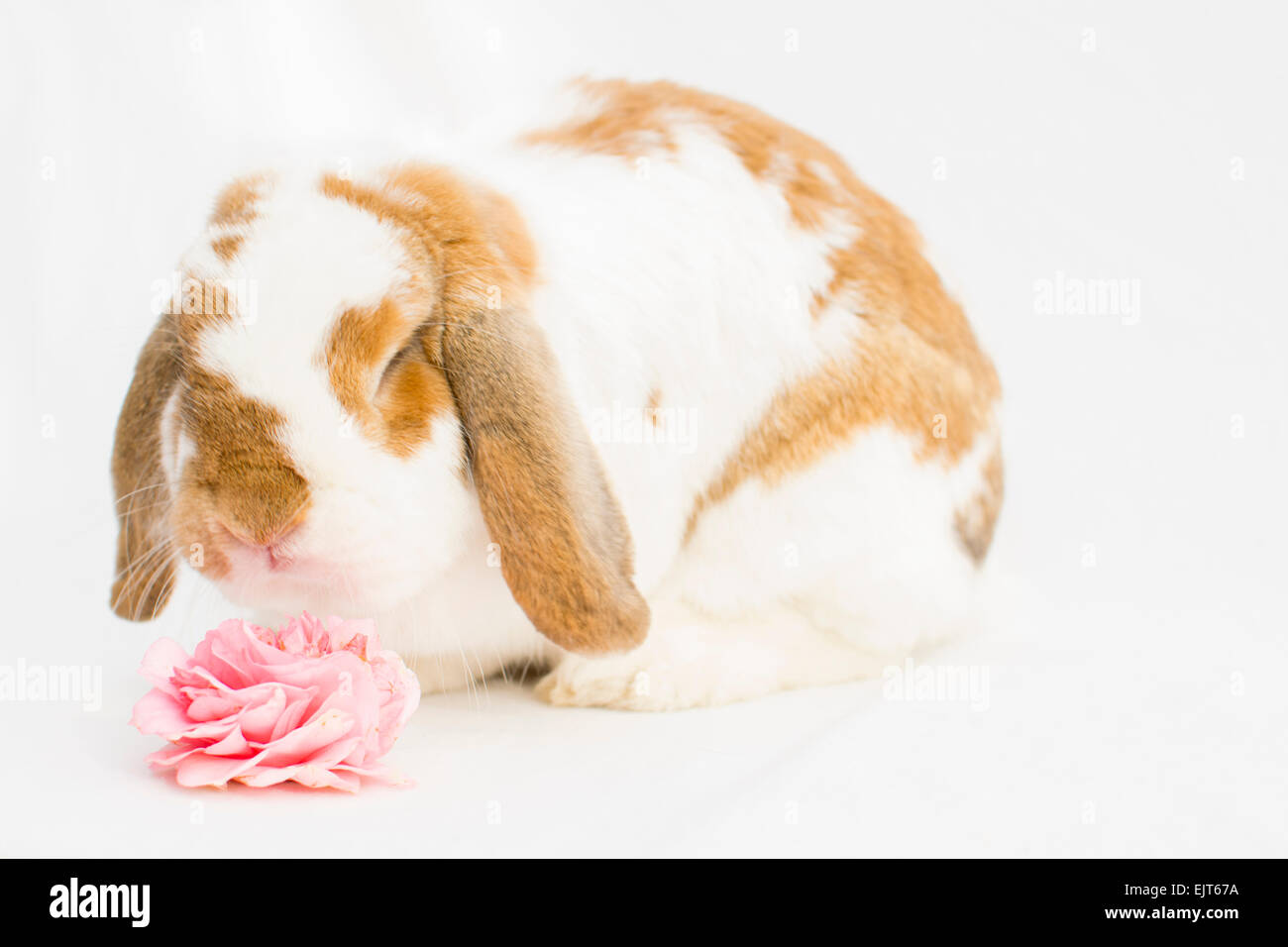 White bunny pink eyes hi-res stock photography and images - Alamy
