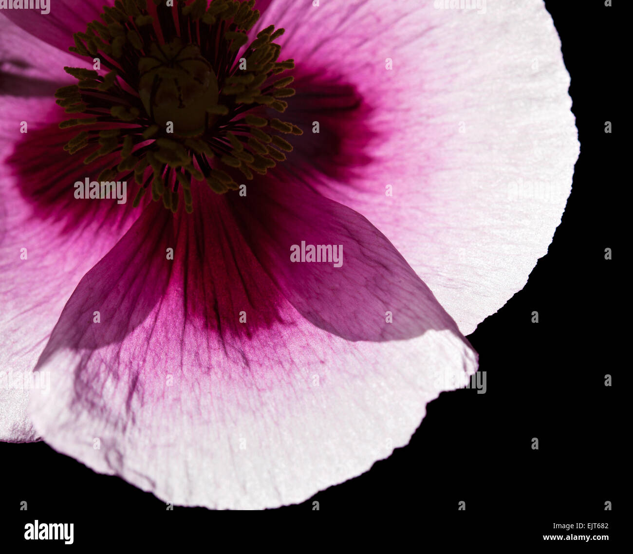 backlit pink poppy isolated on blak background Stock Photo - Alamy