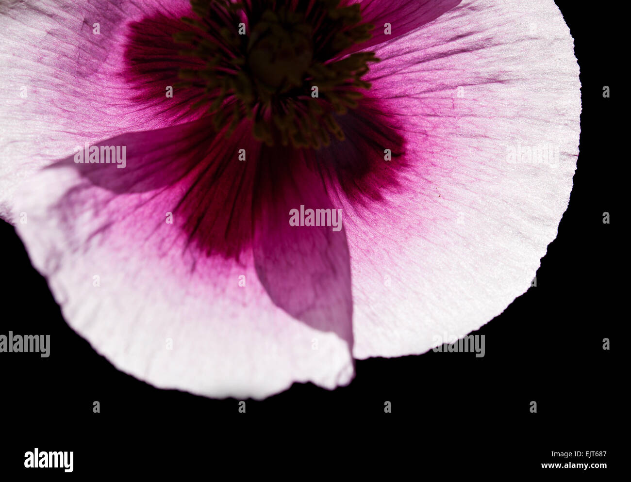 backlit pink poppy isolated on blak background Stock Photo - Alamy