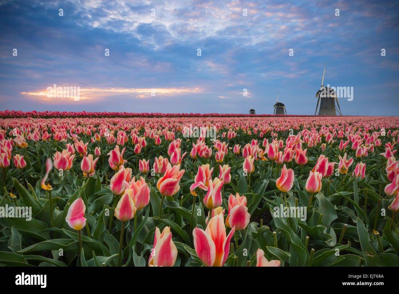 Three typically dutch windmills behind yellow and red flamed tulip ...