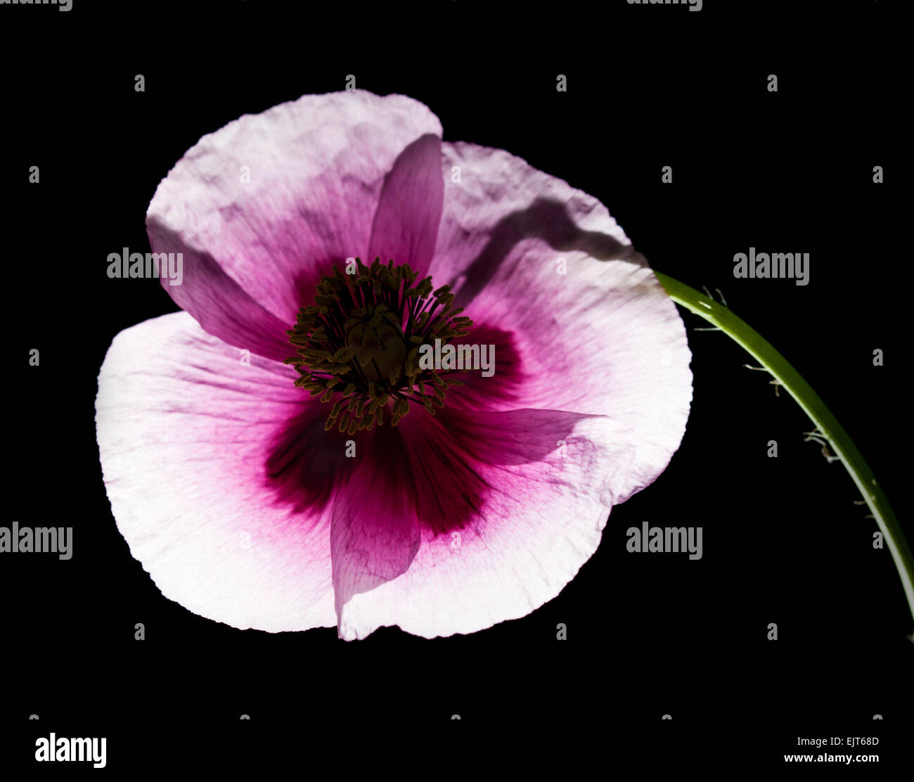 backlit pink poppy isolated on blak background Stock Photo - Alamy
